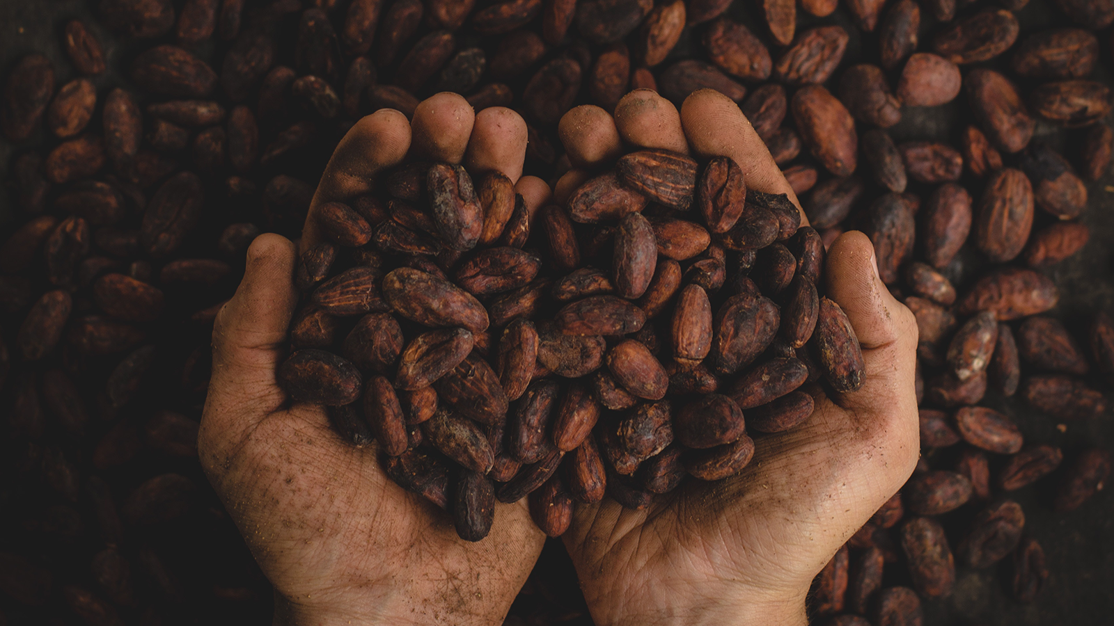 How is chocolate made? | The Neff Kitchen